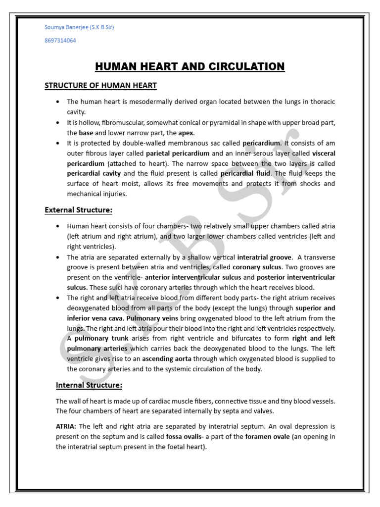 Human Heart and Circulation | PDF | Heart | Atrium (Heart)