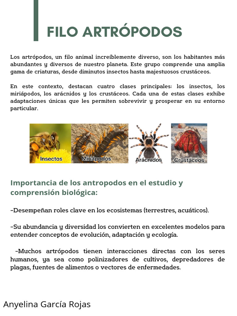 Memorias - FILO ARTRÓPODOS 901 | PDF | Insectos | Araña