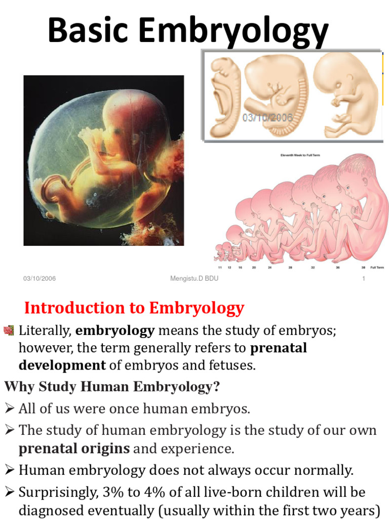 REV Embryology For Mdical Students - 231116 - 112142 | PDF | Menstrual Cycle | Meiosis