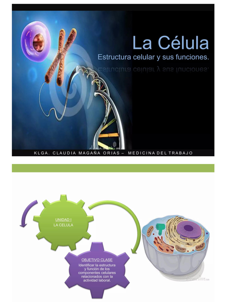 La Celula | PDF