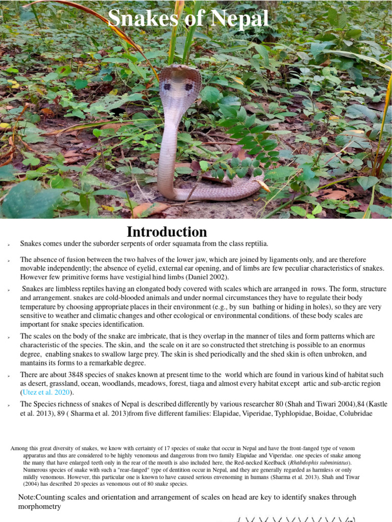 Snakes of Nepal | Download Free PDF | Snake | Poison