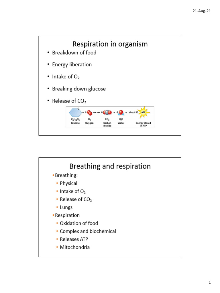 Understanding Respiration in Organisms | PDF | Respiratory System ...