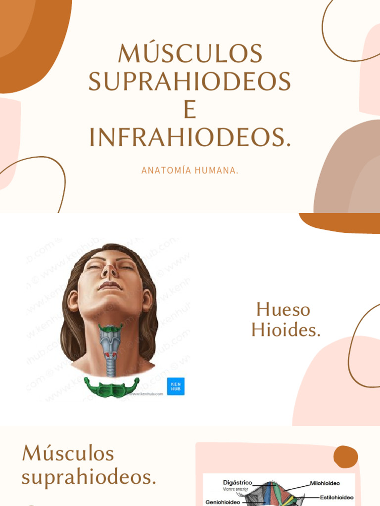 Anatomía de Músculos Hioides: Funciones y Estructura | PDF | Laringe ...
