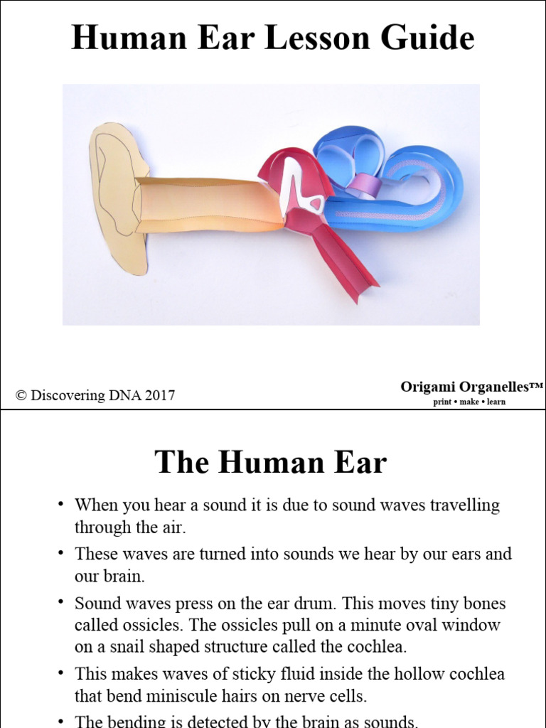 OO-030 Human Ear Powerpoint | PDF | Ear | Auditory System