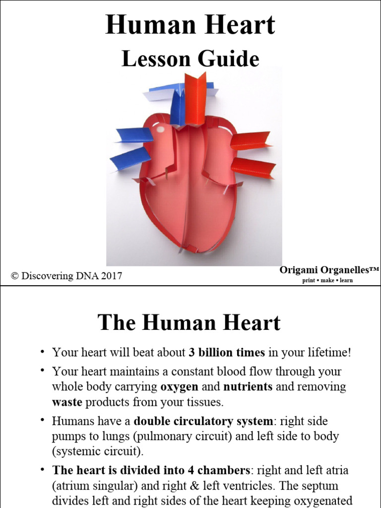 OO-038_Human_Heart_Powerpoint | PDF | Heart Valve | Atrium (Heart)
