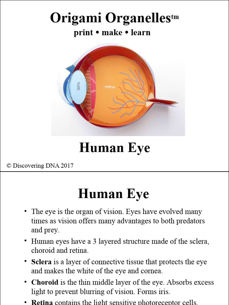 OO-037 Human Eye Powerpoint 2020 | PDF | Eye | Human Eye
