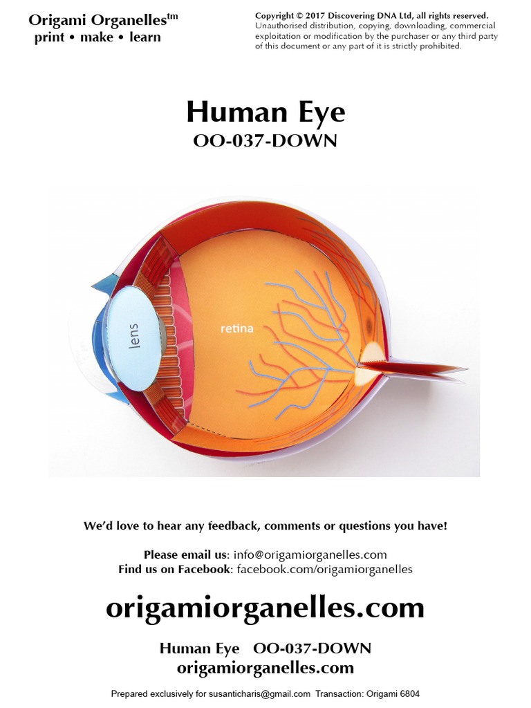 Human Eye Origami Model Instructions | PDF | Eye | Human Eye