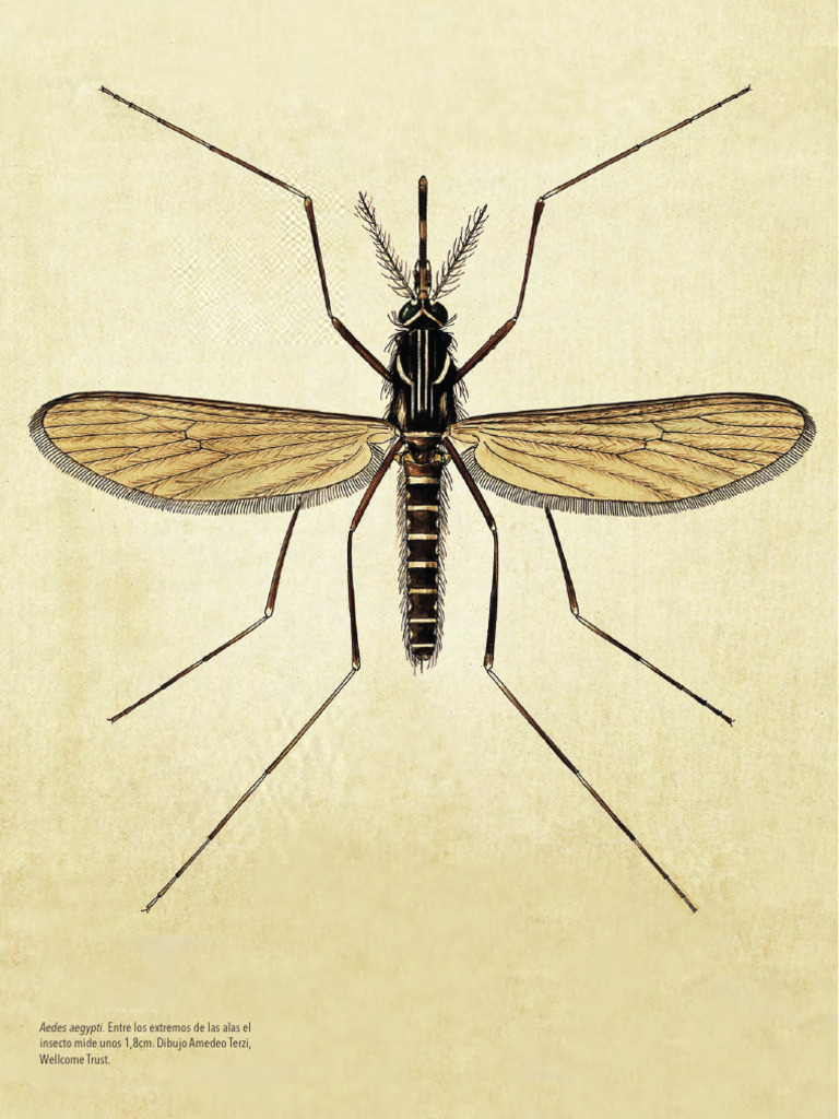 Revista 158 Aedes Aegypti | PDF | Mosquito | Aedes aegypti