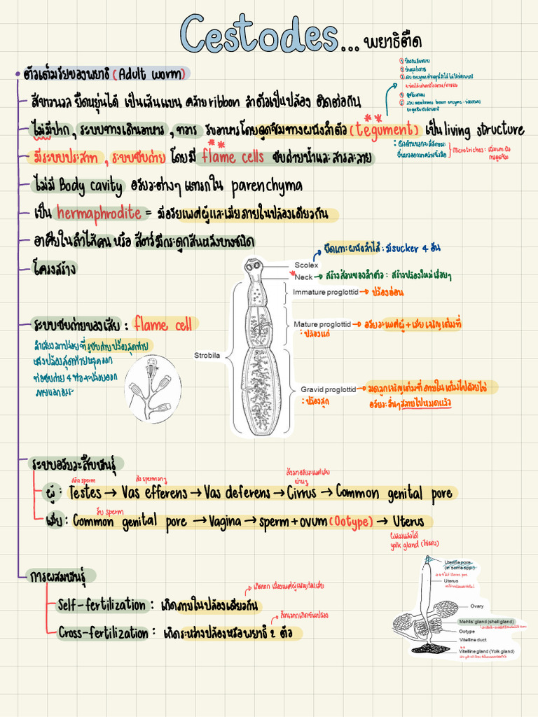 -Cestodes (พยาธิตืด) | PDF