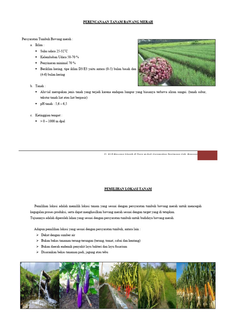 Materi Gap Bawang Merah | PDF