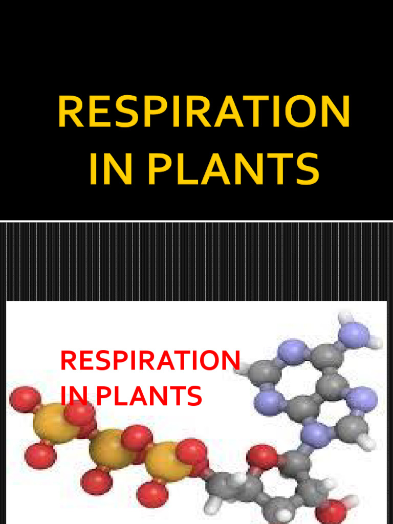 PPT On Respiration in Plants Xi Bio | PDF | Cellular Respiration ...