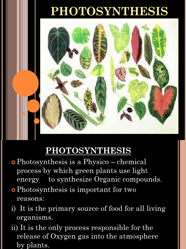 Photosynthesis in Higher Plants | PDF | Photosynthesis | Chloroplast