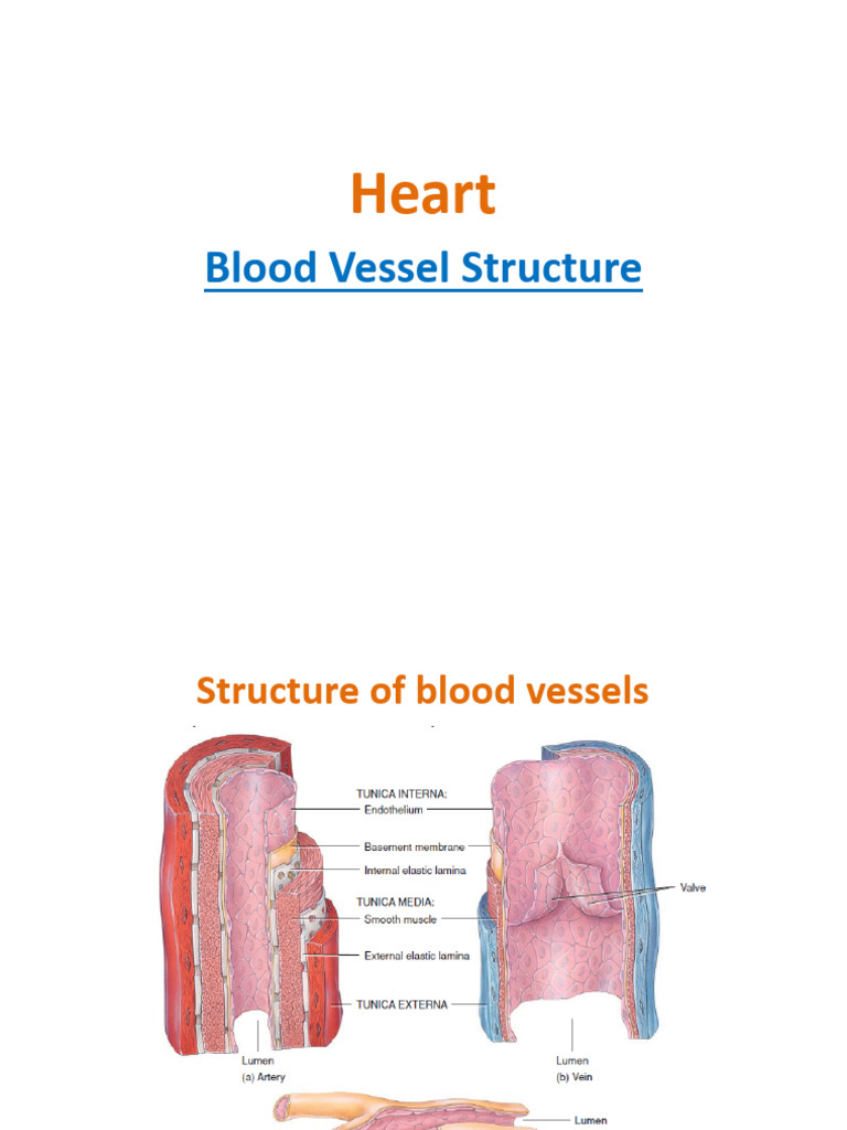 Blood Vessel Structure Overview | PDF | Vein | Artery