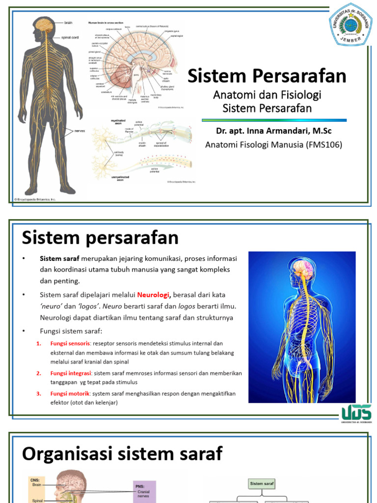 AnFisMan Sist. Persarafan | PDF | Sains & Matematika