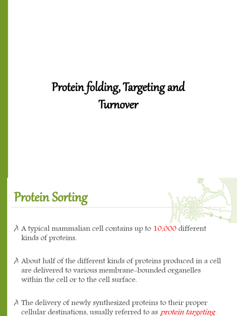 Lecture # 10 (Proteins Folding, Targeting and Turnover) ) | PDF | Protein Targeting ...