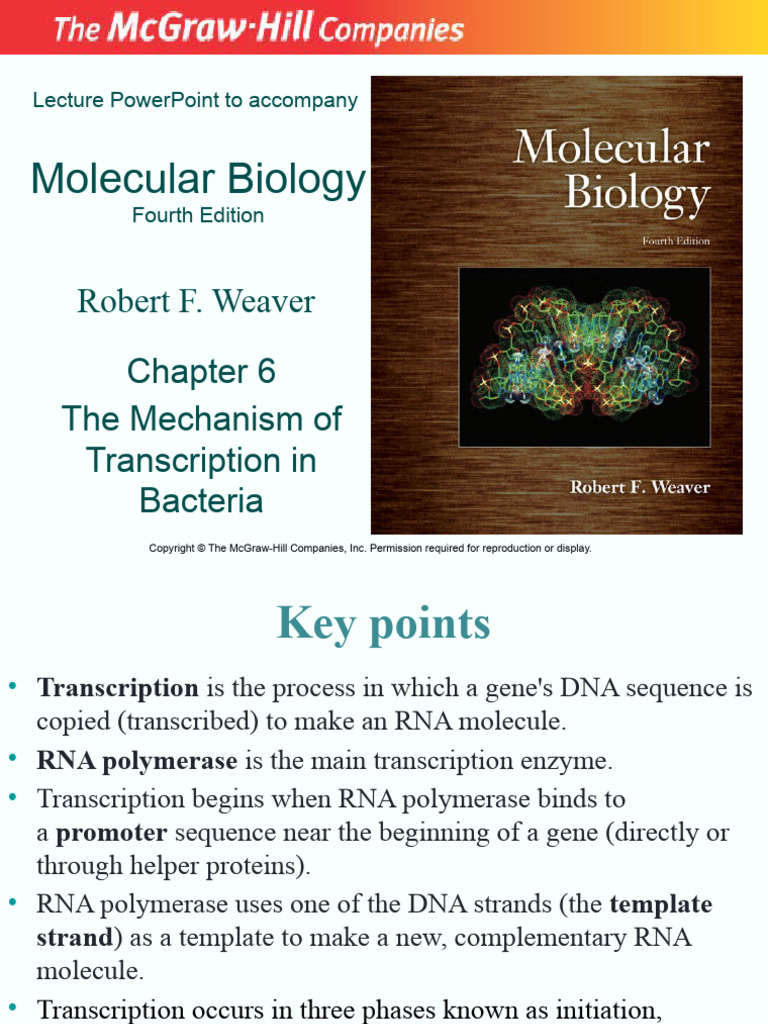 Lecture # 6 (Transcription in Bacteria) | PDF | Promoter (Genetics) | Dna
