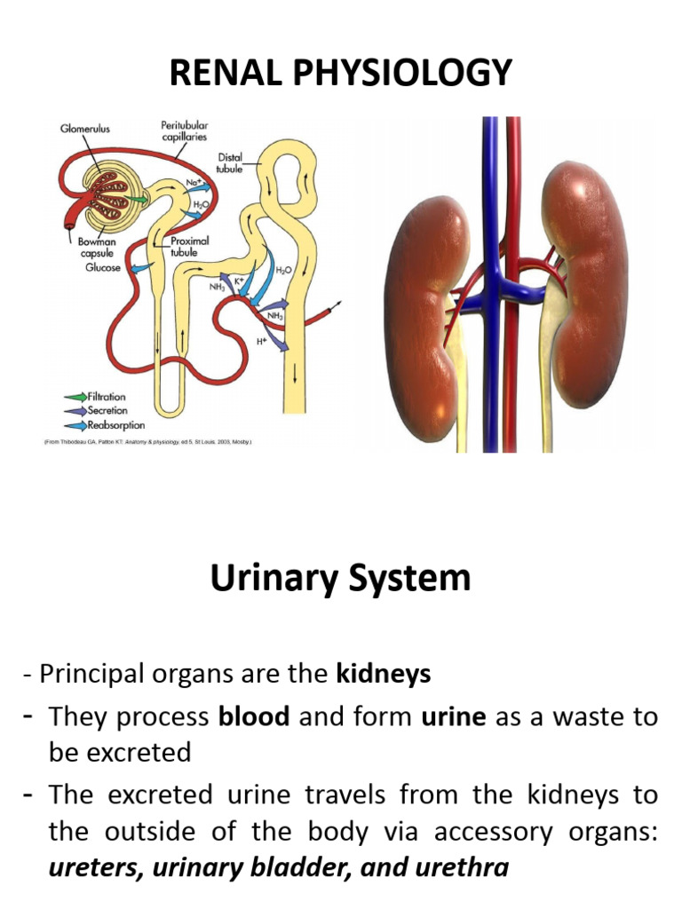 Renal Physiology | PDF | Kidney | Urinary System