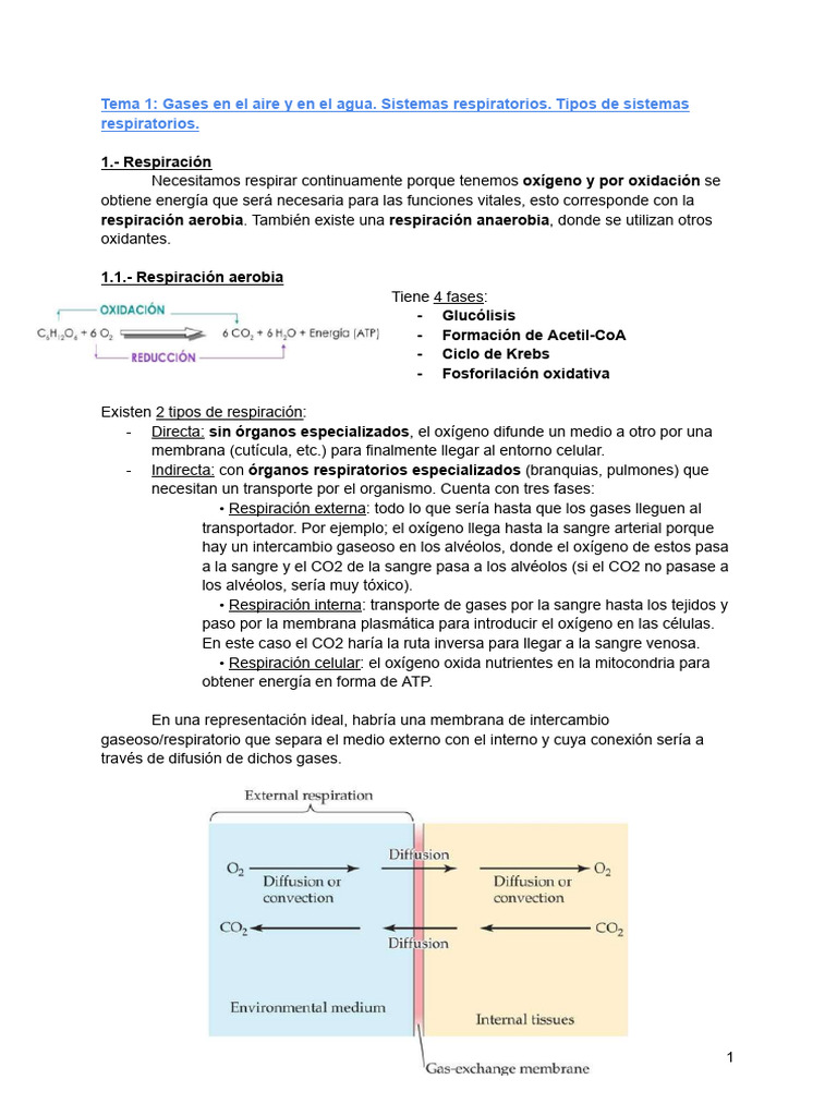 Wuolah Free Tema 1 Gulag Free | PDF | Respiración celular | Gases