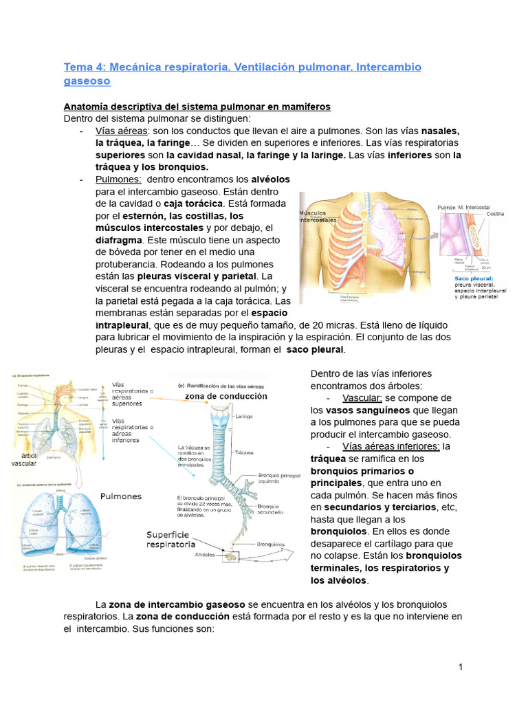 Wuolah Free Tema 4 Gulag Free | PDF | Pulmón | Sistema respiratorio