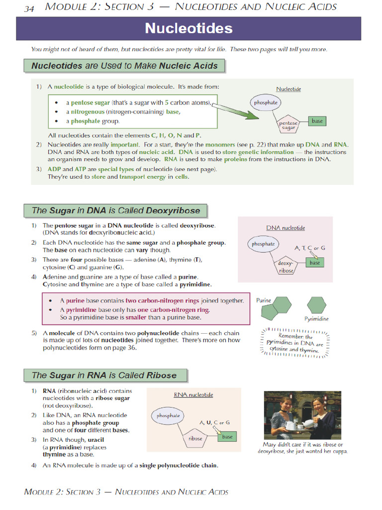 New A-Level Biology For 2018 OCR A Year 1 2 Complete Revision Practice ...