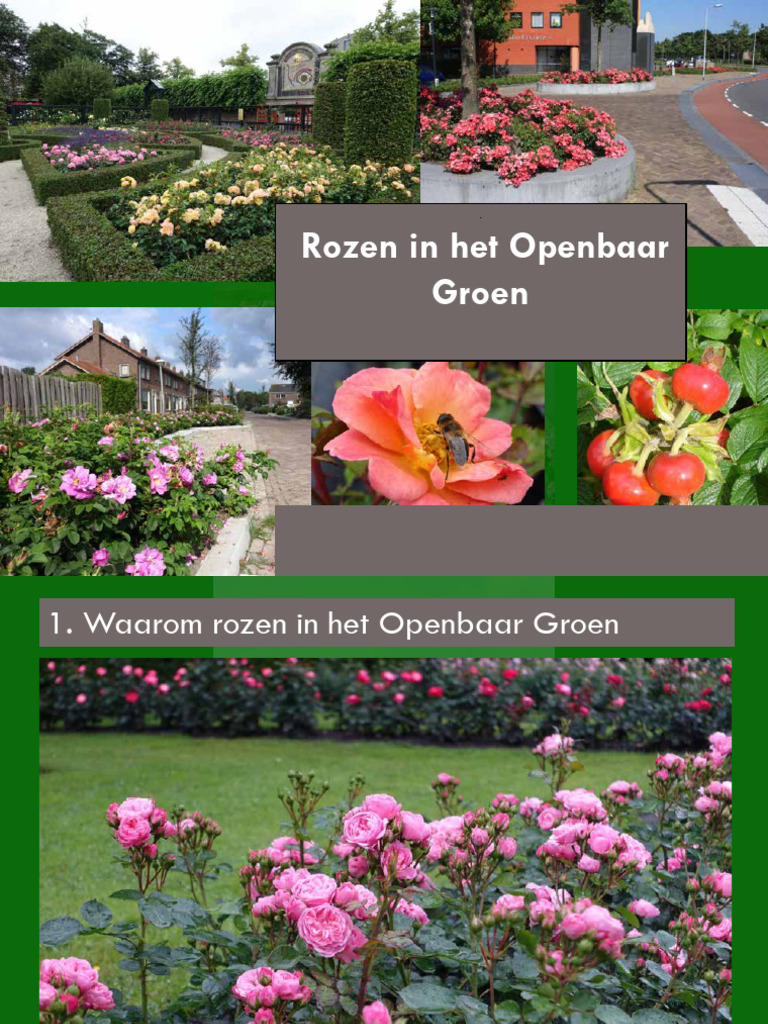 Presentatie Rozen Openbaar Groen | PDF