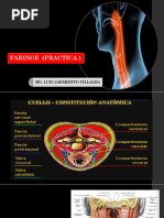 Anatomía de La Orofaringe | PDF | Cabeza y cuello humanos | Órgano ...