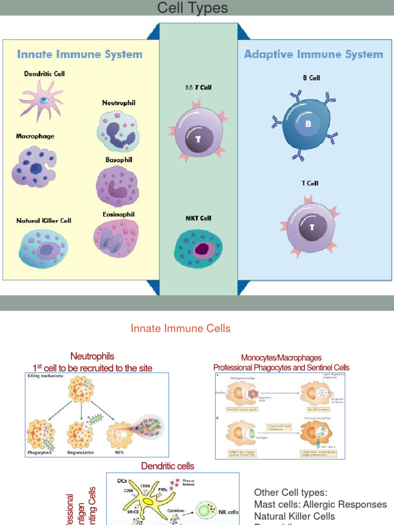Overview of Immune System-2022 | PDF | Immune System | Innate Immune System
