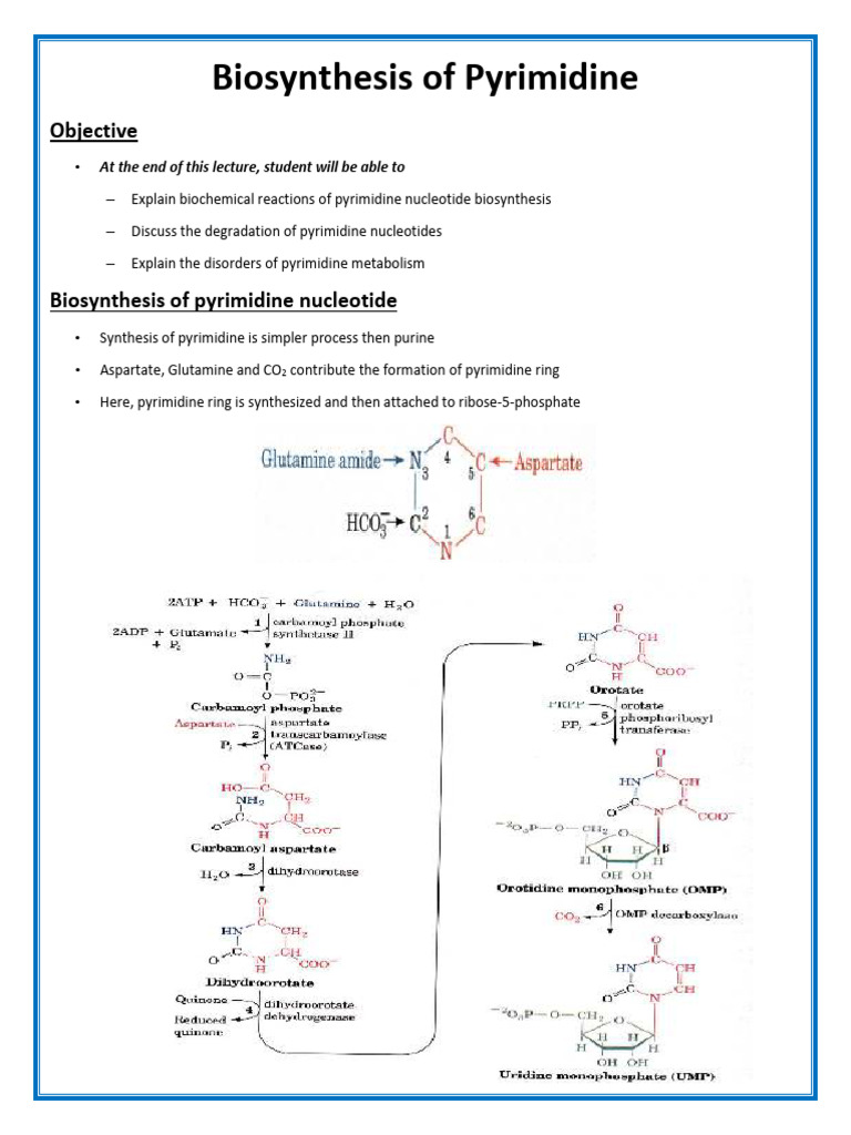 Biosynthesis of Pyrimidine | PDF | Nucleotides | Biosynthesis