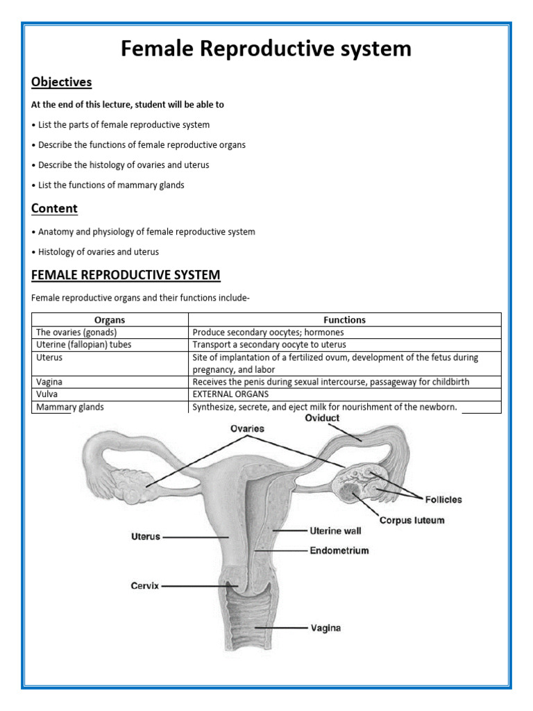 Female Reproductive System | PDF | Ovary | Uterus
