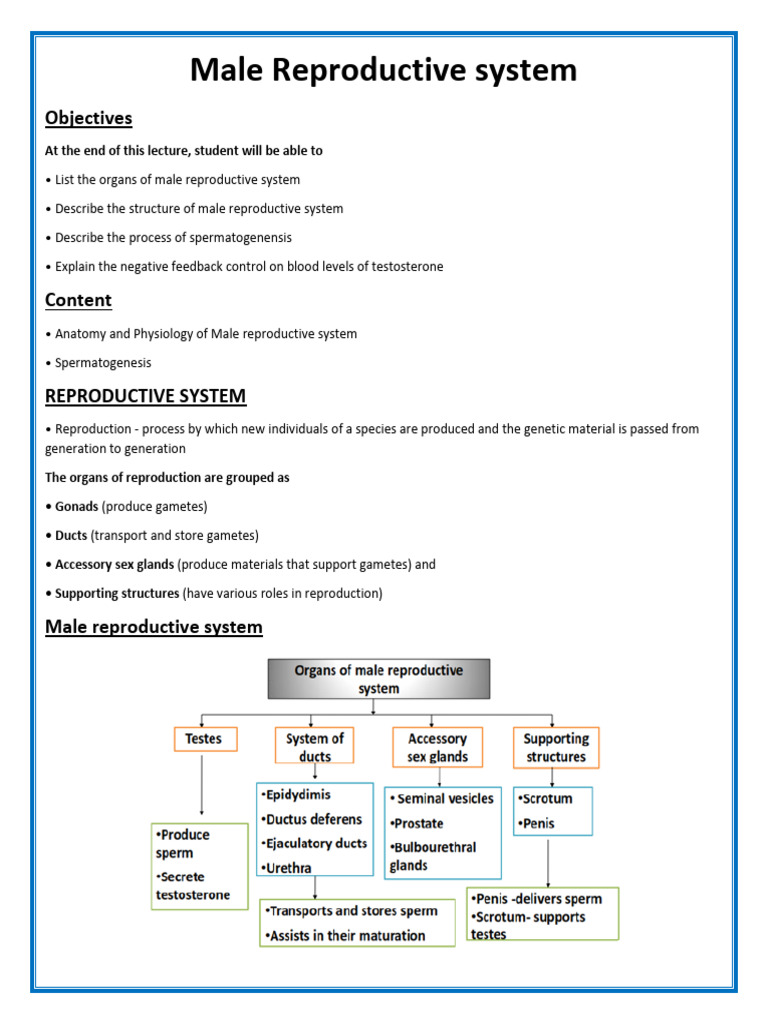 Male Reproductive system | PDF | Testicle | Prostate
