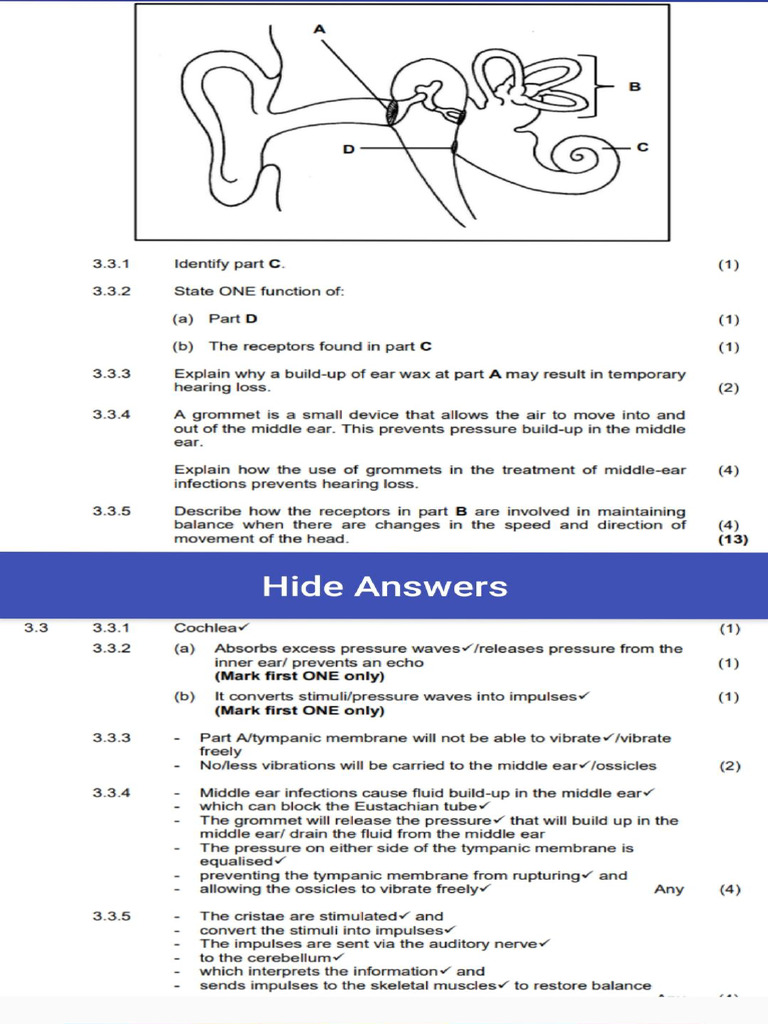 LS - Human Response To The Environment | PDF | Nervous System | Ear