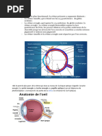 Anatomie du Corps Géniculé Latéral | PDF | Système visuel | Vision
