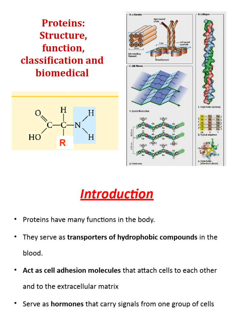 Proteins | PDF | Amino Acid | Proteins