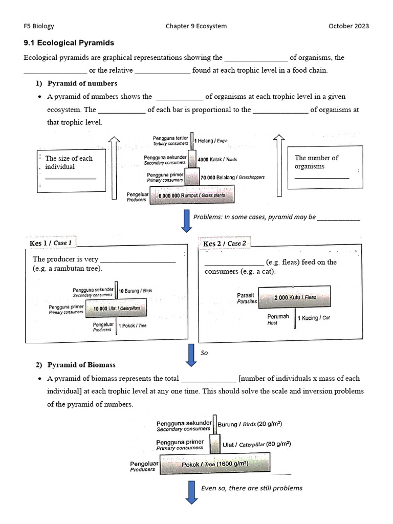 Form 5 Biology 9.1 Ecological Pyramids | PDF | Food Web | Ecology