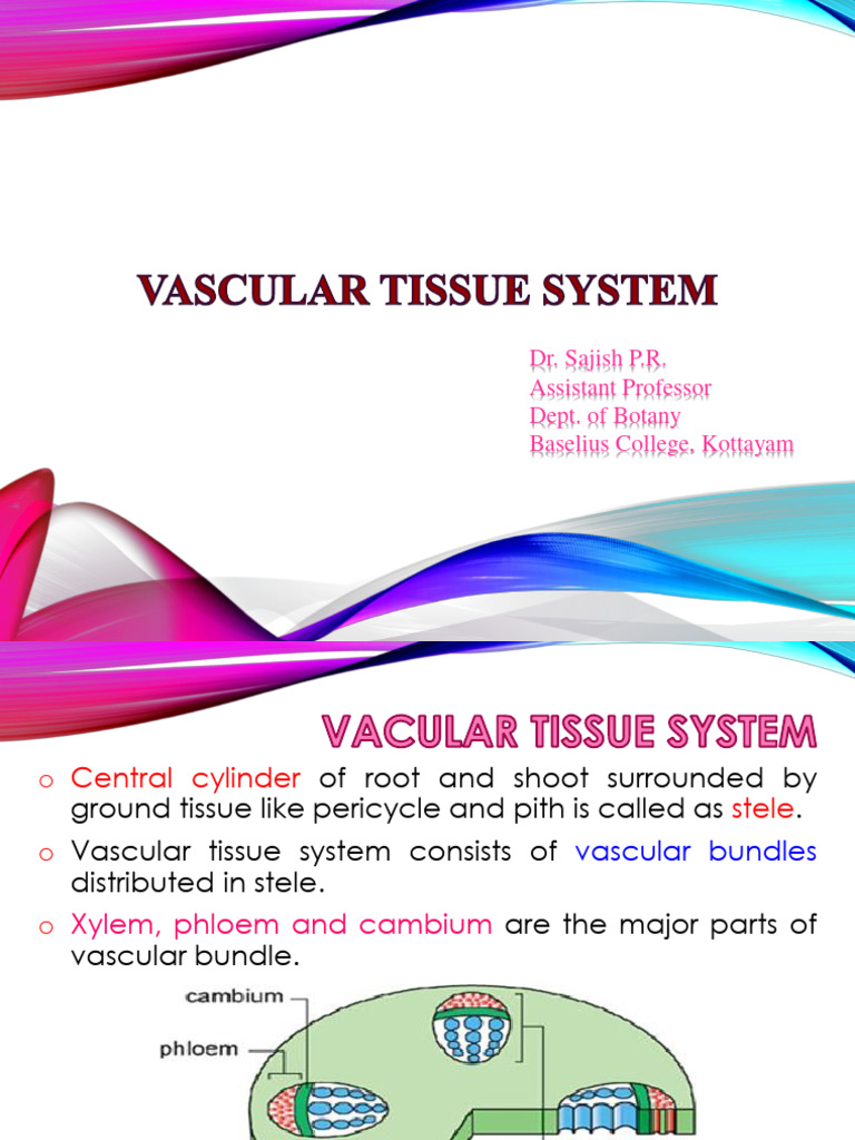 Vascular Tissue System | PDF