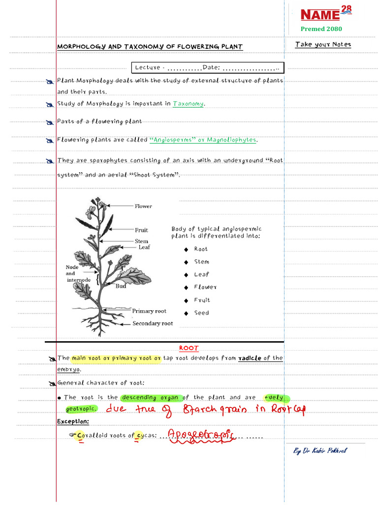 Morphology Filled Workbook | PDF | Leaf | Root