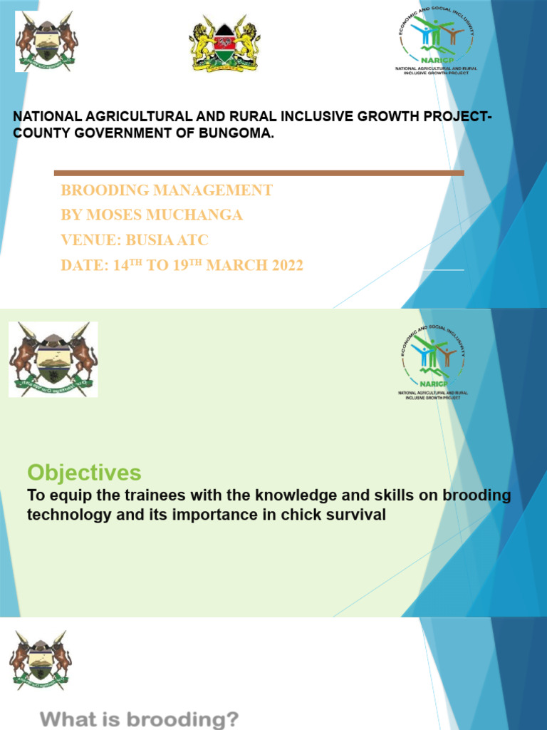 Brooding Management | PDF | Birds | Sodium Hydroxide