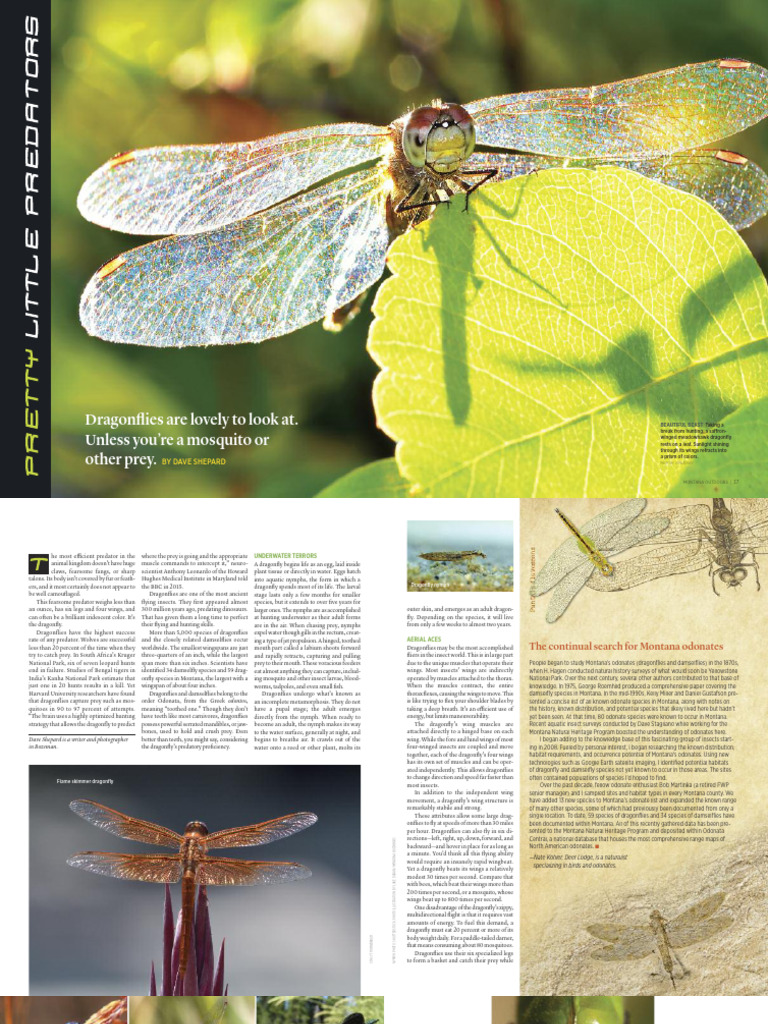 Dragonflies | Download Free PDF | Dragonfly | Zoology
