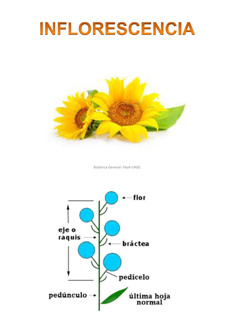 Tipos y Ejemplos de Inflorescencia | PDF | Flores | Plantas