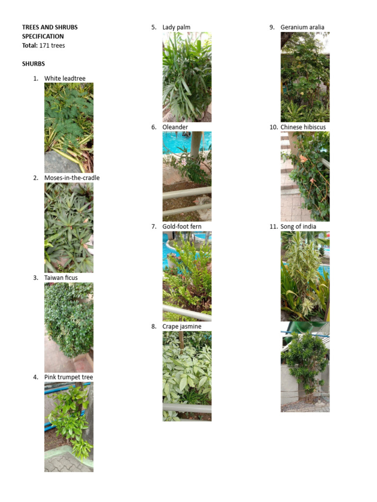 Trees and Shrubs Specification - Area 4 | PDF