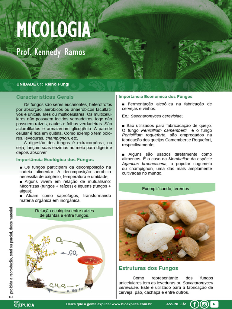 Apostila - Estrutura e Diversidade Dos Fungos | PDF | Fungo | Fermento