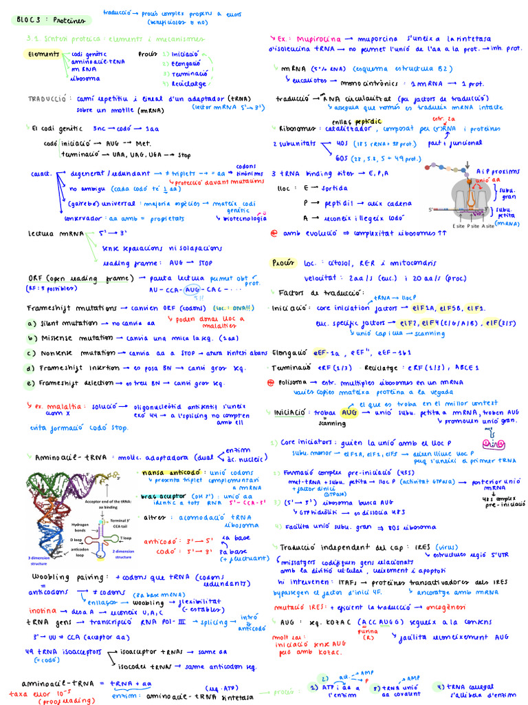 Bloc 3_ ProteÃ¯nes | PDF