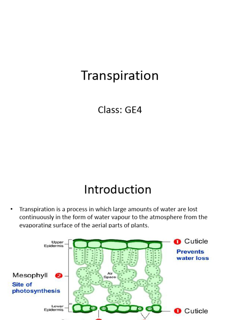 BOTG Sem4 GE4 Transpiration PB 22apr2020 | PDF | Stoma | Leaf