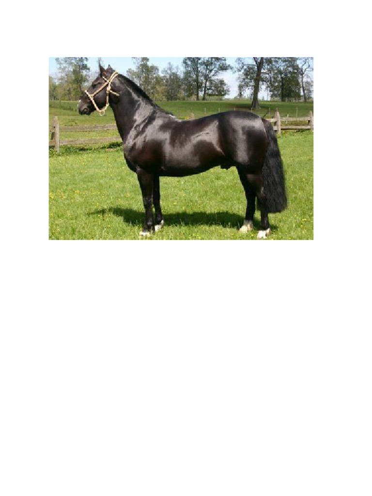 Caballos | PDF