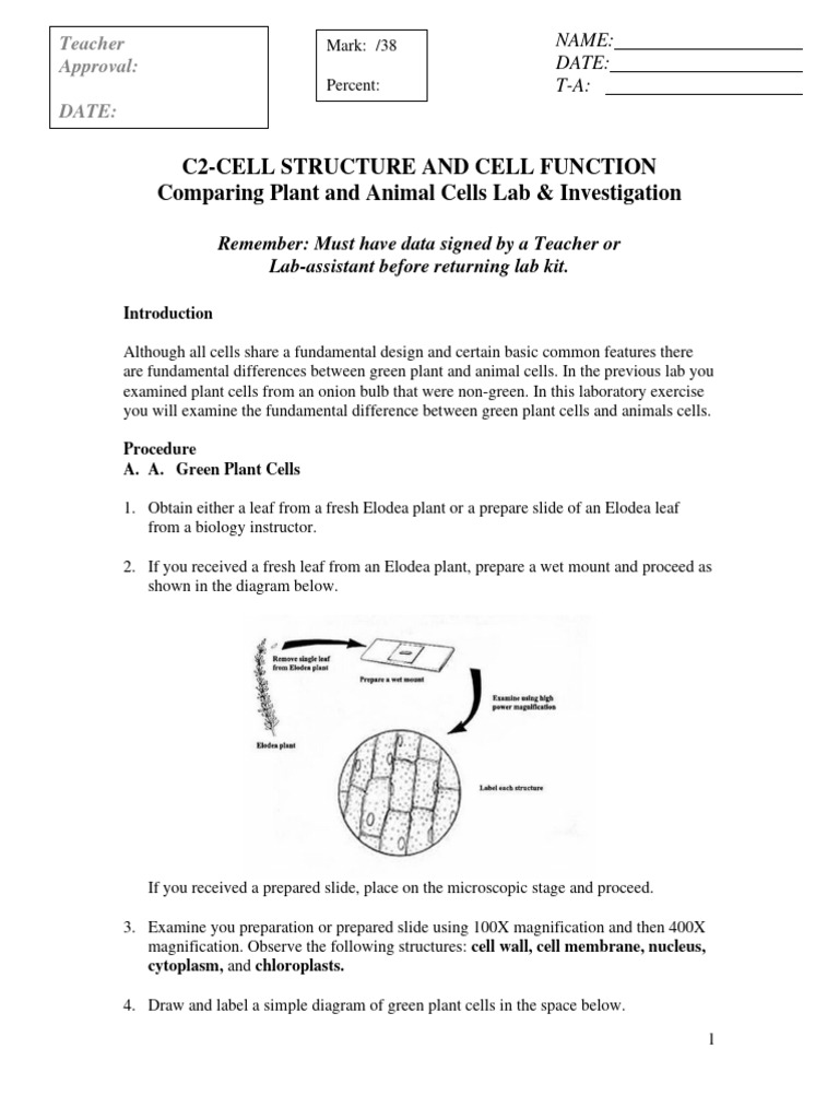 C2 Cell Structure and Cell Function Lab & Investigation | PDF | Osmosis ...