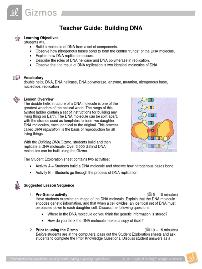 Building DNA | PDF | Dna | Dna Replication