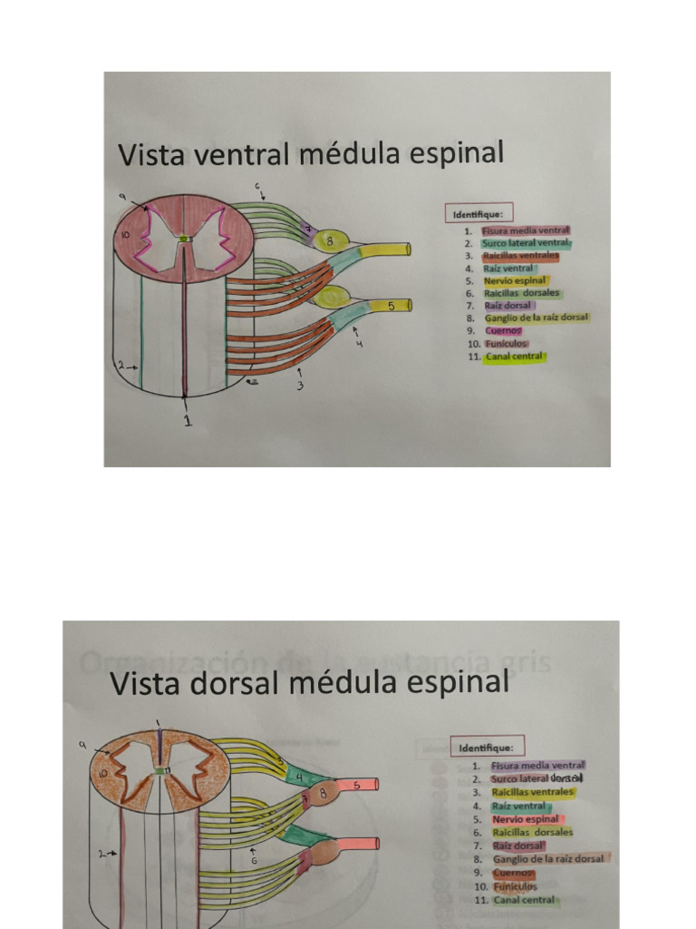 Médula Espinal (Esquemas) | PDF