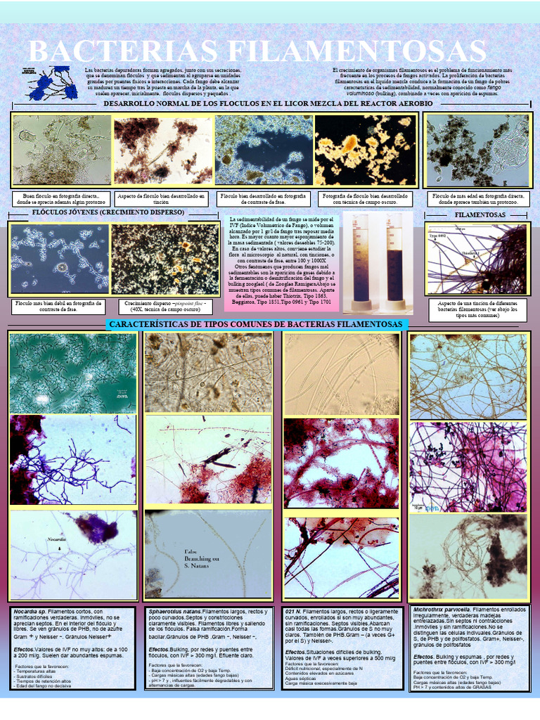 Características de Bacterias Filamentosas | PDF | Las bacterias | Biología