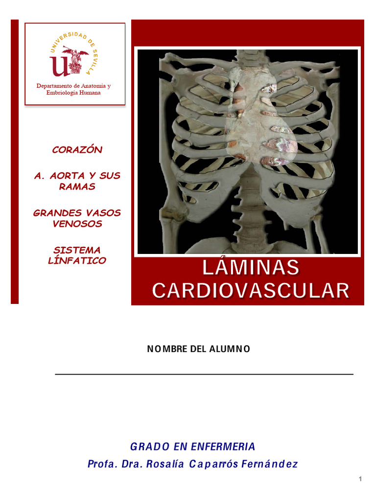 Láminas Cardiovascular | PDF | Aorta | Corazón