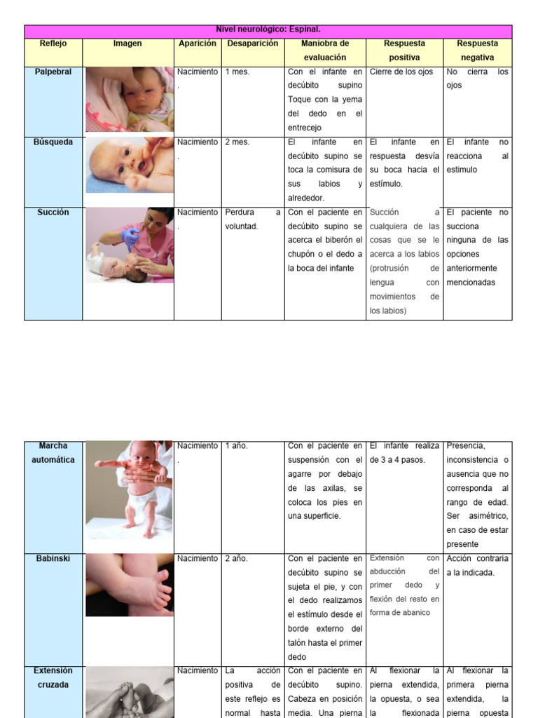 Cuadro de Reflejos | PDF | Pie | Pelvis